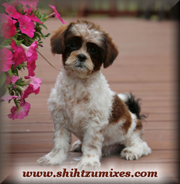 Adorable Shichon Puppies or Teddy Bear Puppies for sale!