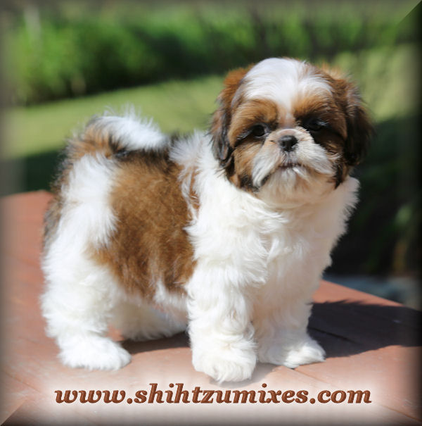 Adorable Shichon Puppies or Teddy Bear Puppies for sale!
