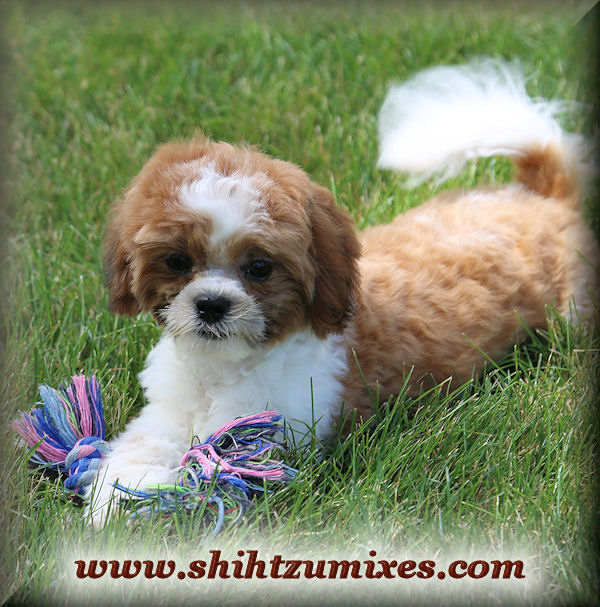 Adorable Shichon Puppies or Teddy Bear Puppies for sale!
