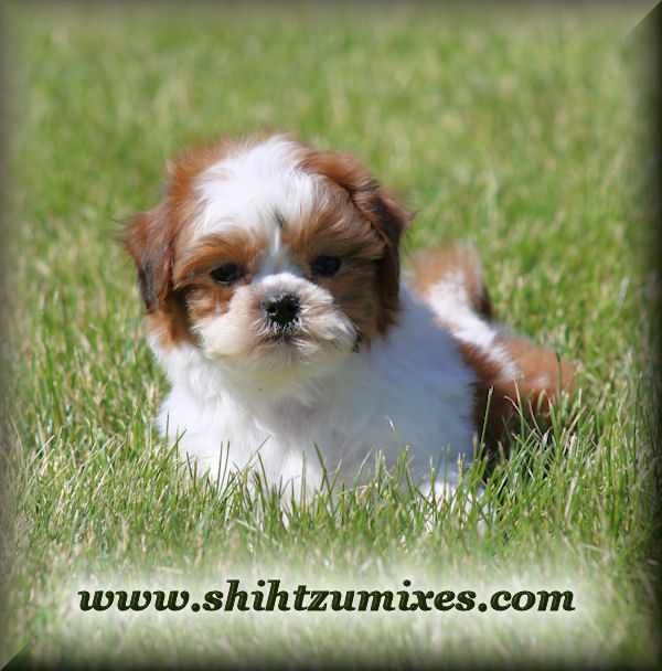 Adorable Shichon Puppies or Teddy Bear Puppies for sale!
