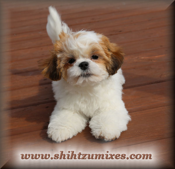 Adorable Shichon Puppies or Teddy Bear Puppies for sale!
