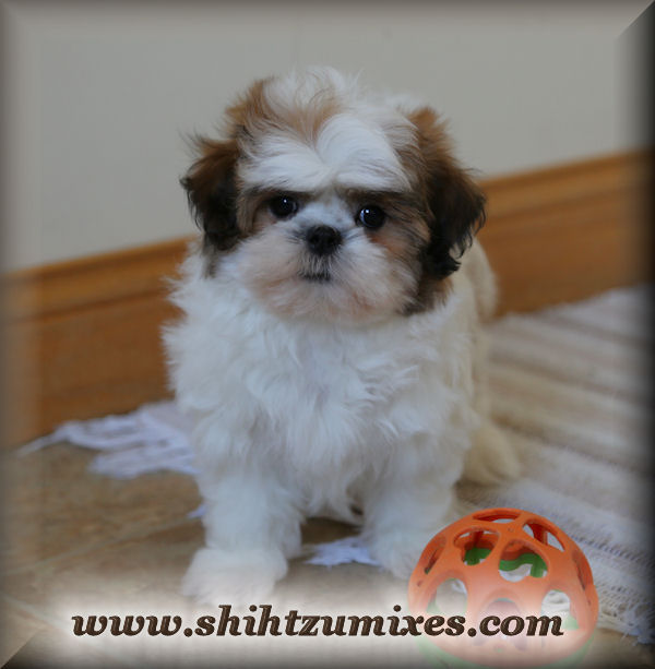 Adorable Shichon Puppies or Teddy Bear Puppies for sale!