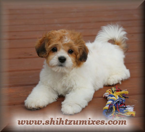 Adorable Shichon Puppies or Teddy Bear Puppies for sale!