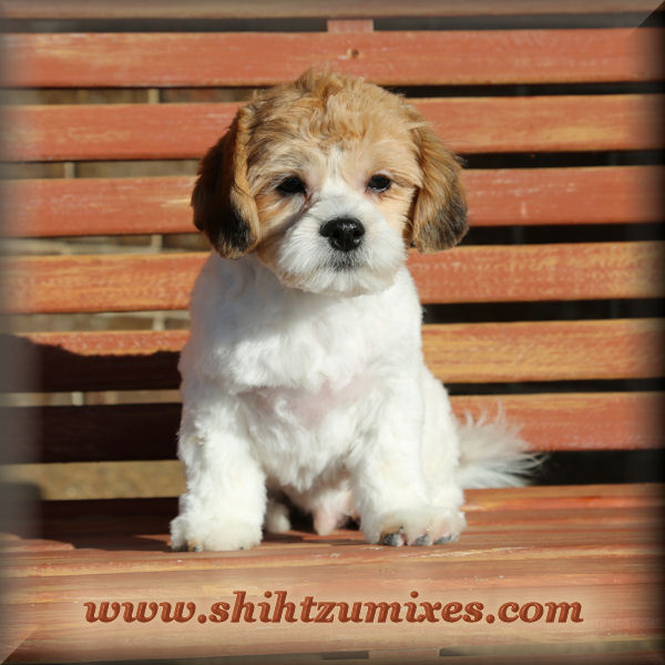 Adorable Shichon Puppies or Teddy Bear Puppies for sale!