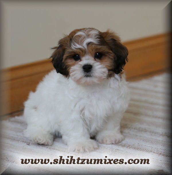 Adorable Shichon Puppies or Teddy Bear Puppies for sale!