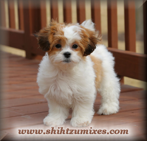 Adorable Shichon Puppies or Teddy Bear Puppies for sale!