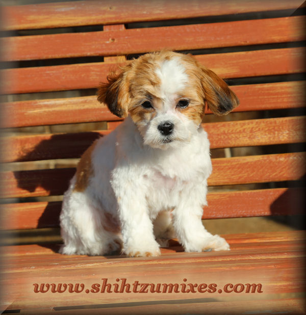 Adorable Shichon Puppies or Teddy Bear Puppies for sale!