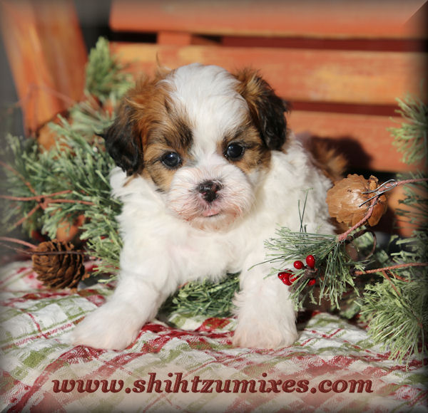 Adorable Shichon Puppies or Teddy Bear Puppies for sale!