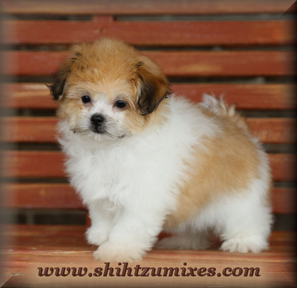 Adorable Shichon Puppies or Teddy Bear Puppies for sale!