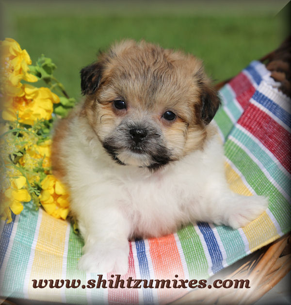 Adorable Shichon Puppies or Teddy Bear Puppies for sale!
