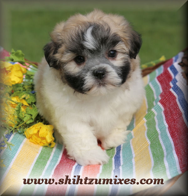 Adorable Shichon Puppies or Teddy Bear Puppies for sale!