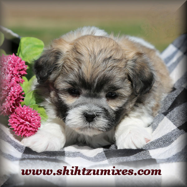 Adorable Shichon Puppies or Teddy Bear Puppies for sale!