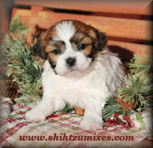 Adorable Shichon Puppies or Teddy Bear Puppies for sale!
