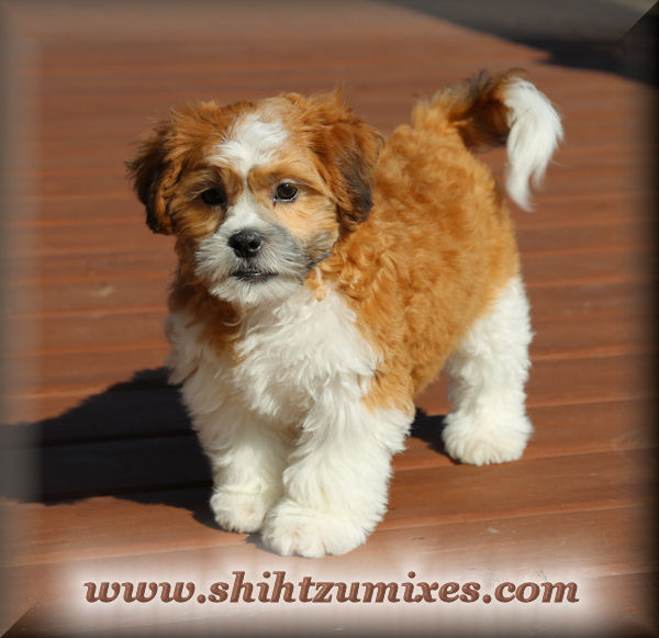 Adorable Shichon Puppies or Teddy Bear Puppies for sale!