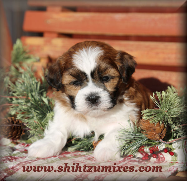 Adorable Shichon Puppies or Teddy Bear Puppies for sale!