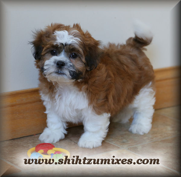 Adorable Shichon Puppies or Teddy Bear Puppies for sale!