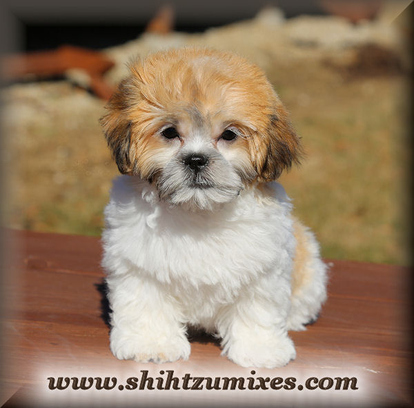 Adorable Shichon Puppies or Teddy Bear Puppies for sale!