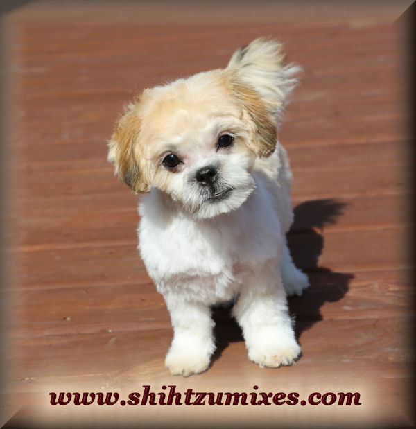 Adorable Shichon Puppies or Teddy Bear Puppies for sale!