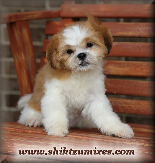 Adorable Shichon Puppies or Teddy Bear Puppies for sale!