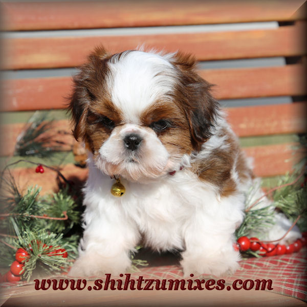 Shih-tzu Puppies for Sale in Illinois near Chicago!